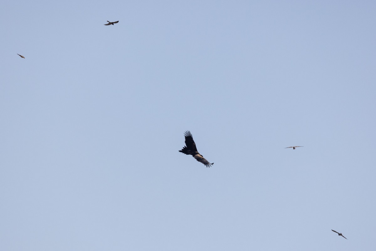 eBird Checklist - 4 Jan 2025 - Lambrigg Lookout - 9 species