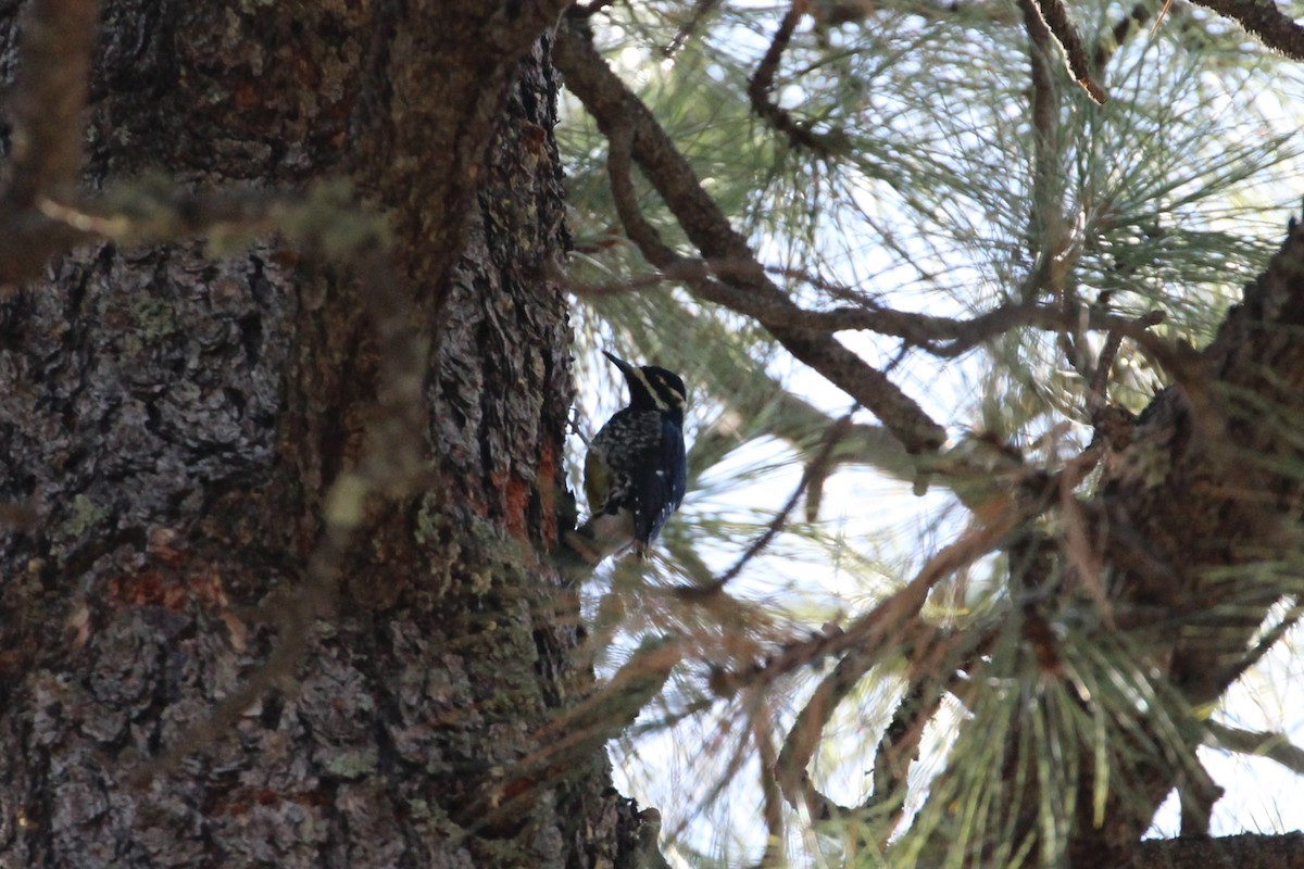 eBird Checklist - 3 Jan 2025 - Cibola NF--Doc Long Picnic Ground & Bill ...