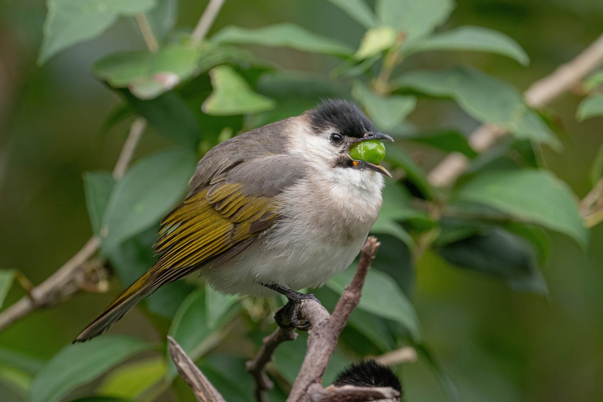 ML628529660 - Styan's Bulbul - Macaulay Library