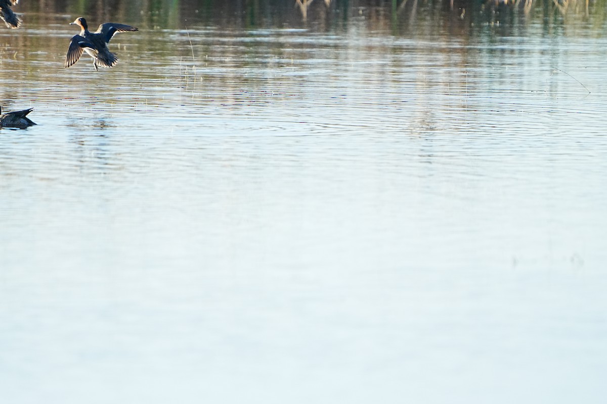 eBird Checklist - 4 Jan 2025 - Lake Woodruff NWR - 49 species