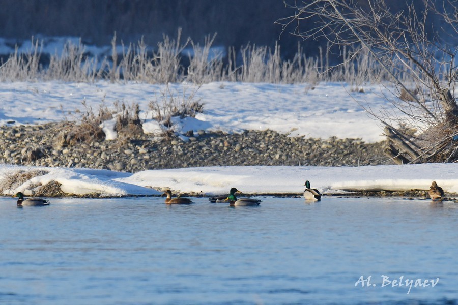 eBird Checklist - 4 Jan 2025 - Taldykorgan--Karatal River and ...