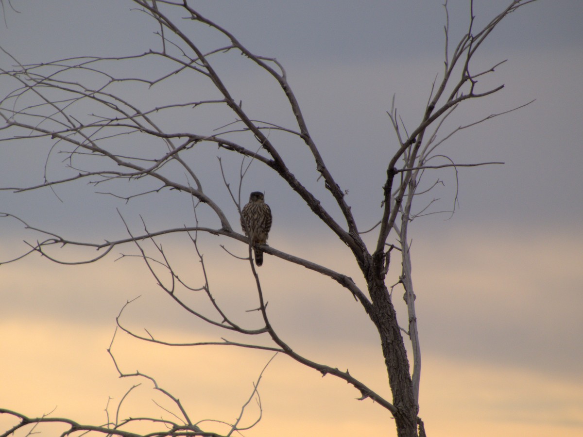 eBird Checklist - 3 Jan 2025 - Warm Springs - 1 species
