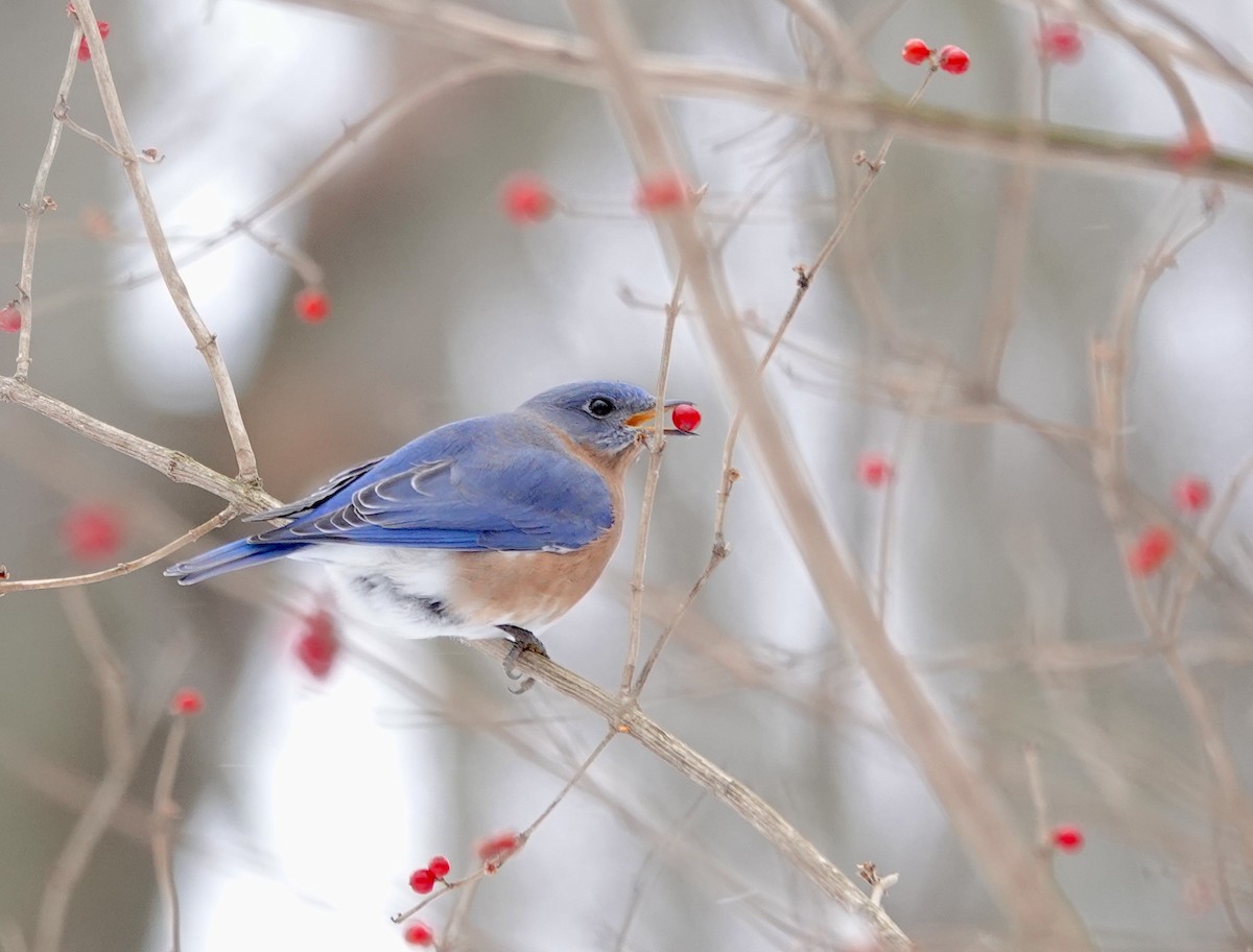 eBird Checklist - 4 Jan 2025 - Lovejoy Sanctuary (private residence ...