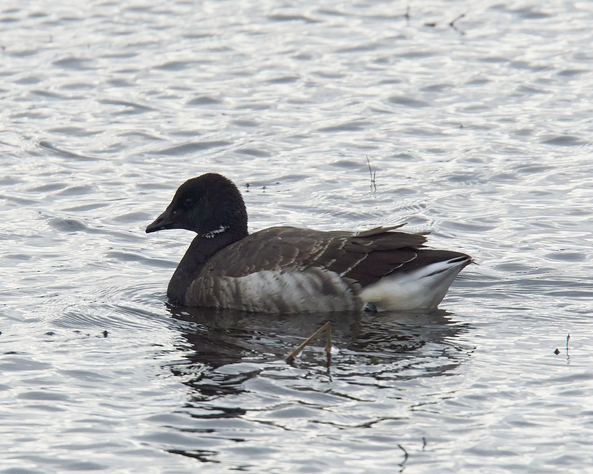 Pennsylvania Bird Atlas Checklist - 4 Jan 2025 - John Heinz NWR--impoundment (Philadelphia Co ...