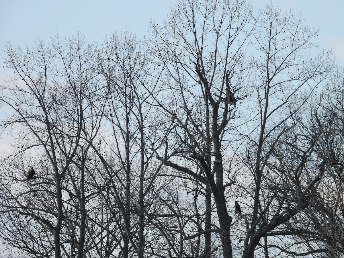 eBird Checklist - 4 Jan 2025 - 11807 Harley Road, Lorton, Virginia, US ...