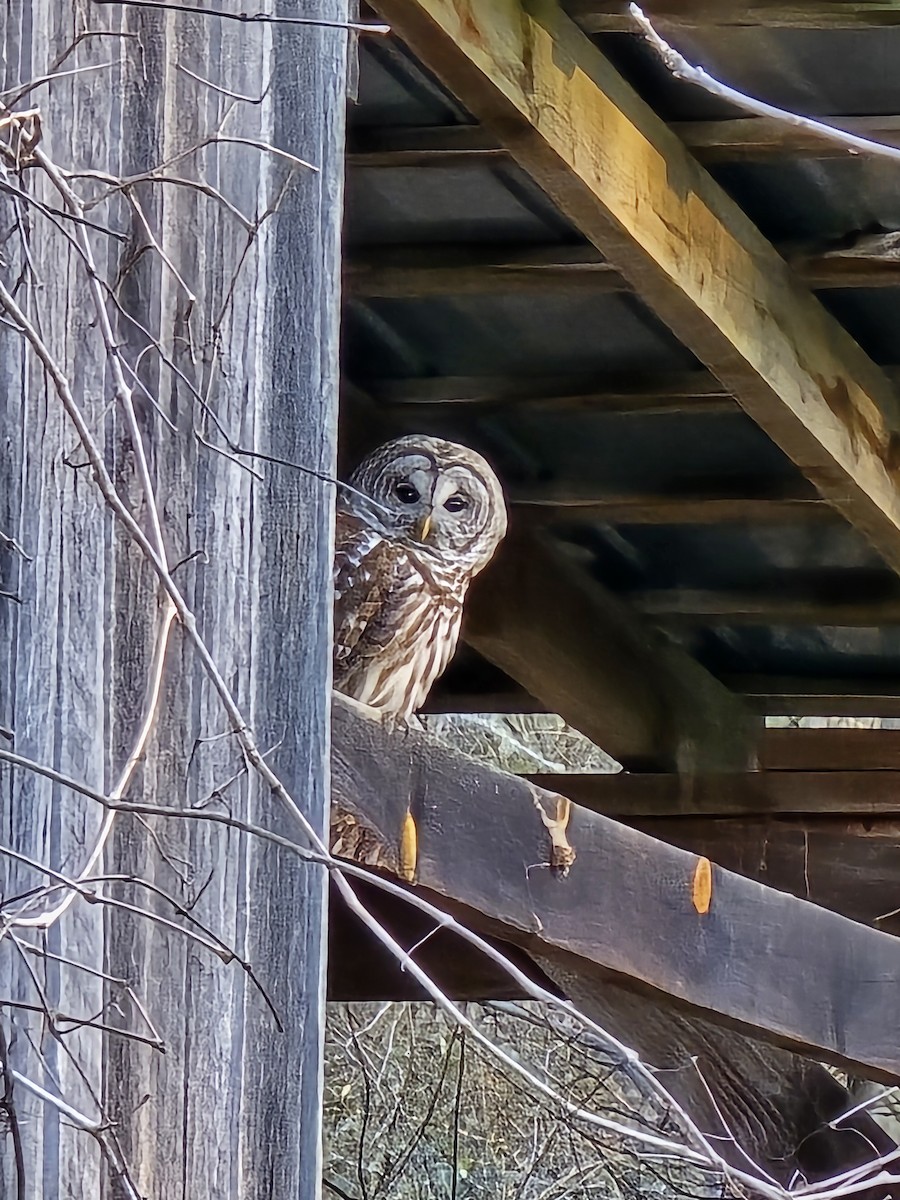eBird Checklist - 4 Jan 2025 - Kyker Bottoms Refuge - 29 species