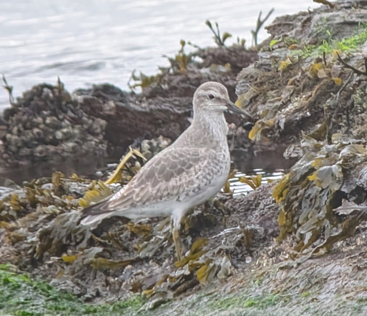 ML628555814 - Red Knot - Macaulay Library