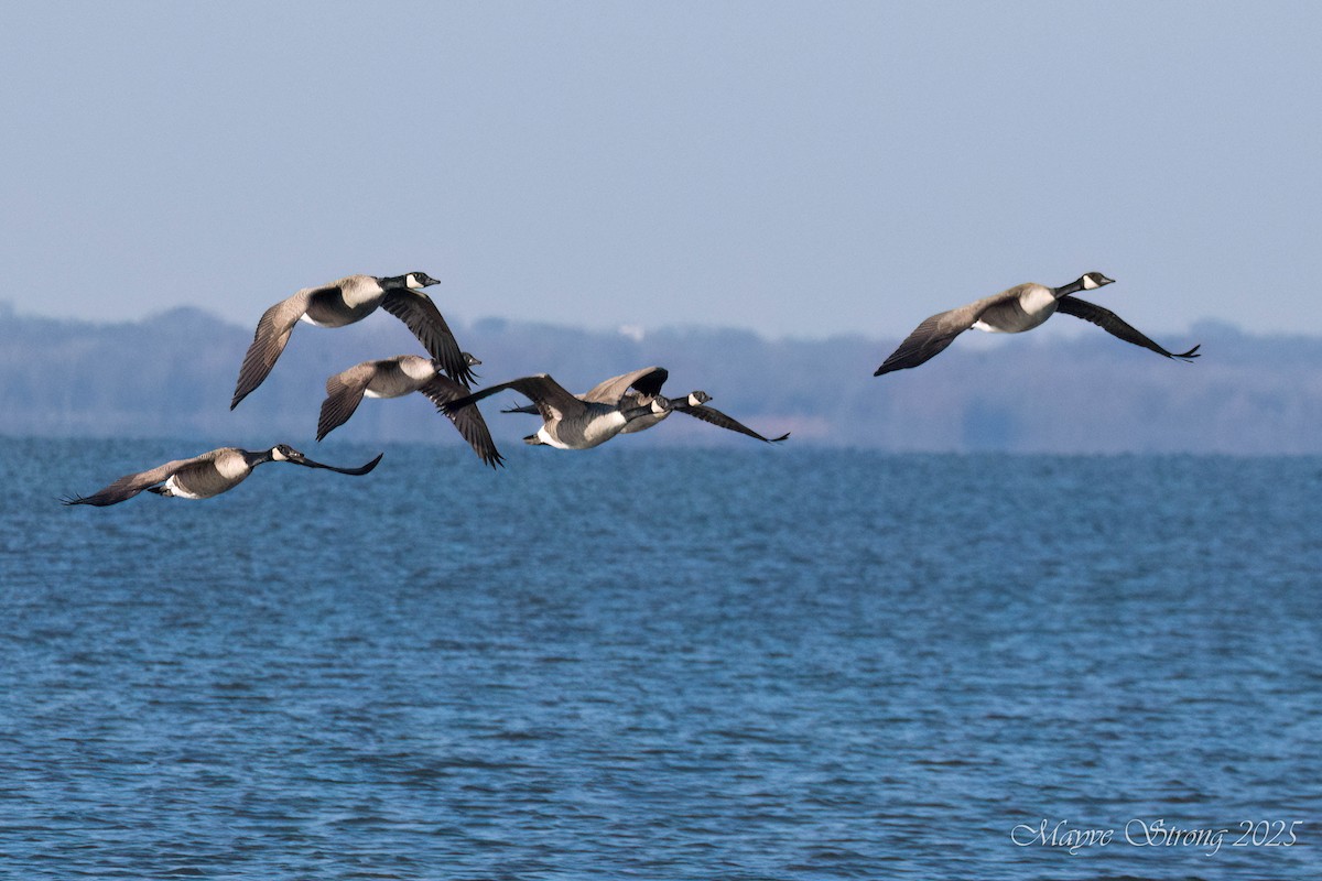 eBird Checklist - 3 Jan 2025 - Ray Roberts Lake SP--Isle du Bois (PPW-W ...