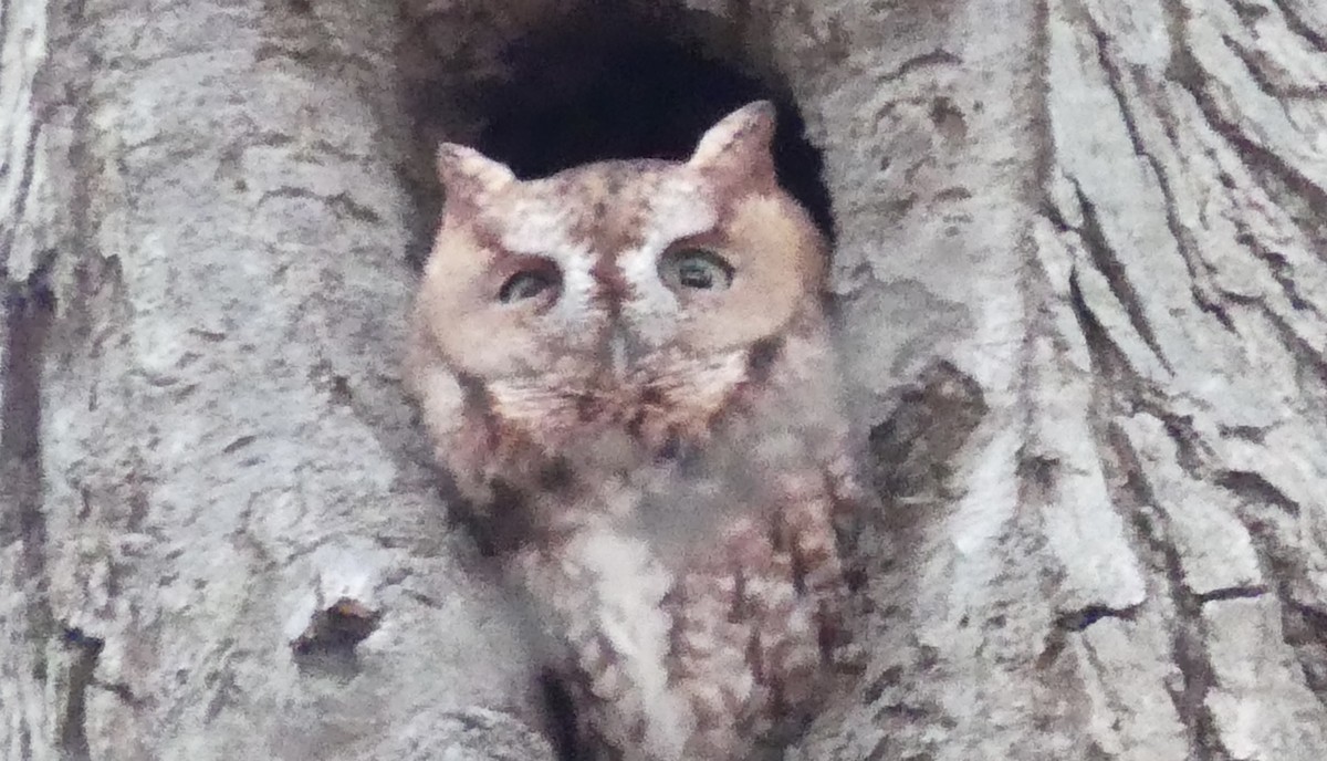 eBird Checklist - 4 Jan 2025 - Canco Woods, Portland - 1 species