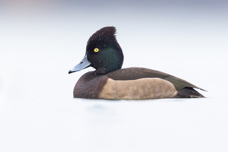 Ferruginous x Tufted Duck (hybrid) - eBird
