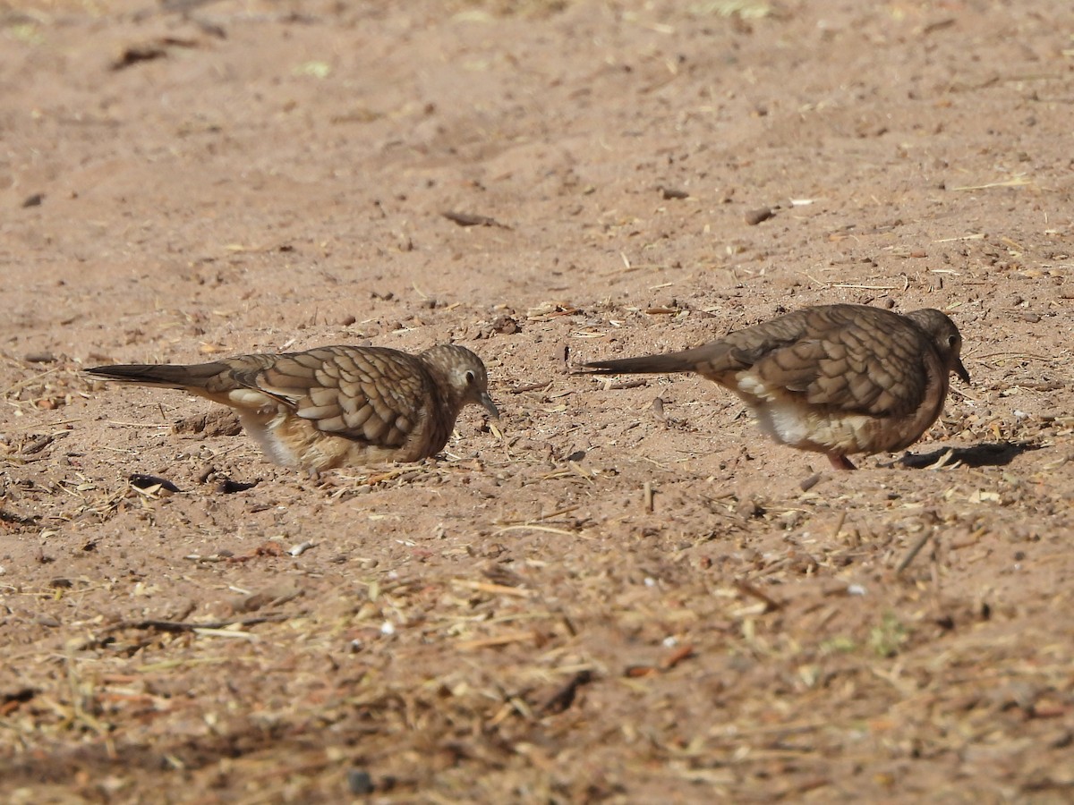 eBird Checklist - 4 Jan 2025 - Salt River--Blue Point Recreation Area ...