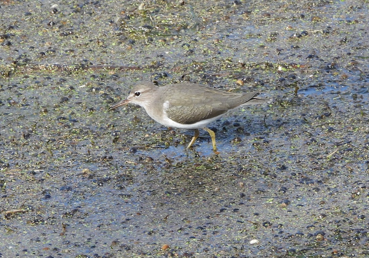 eBird Checklist - 4 Jan 2025 - Salt River--Coon Bluff Recreation Area ...