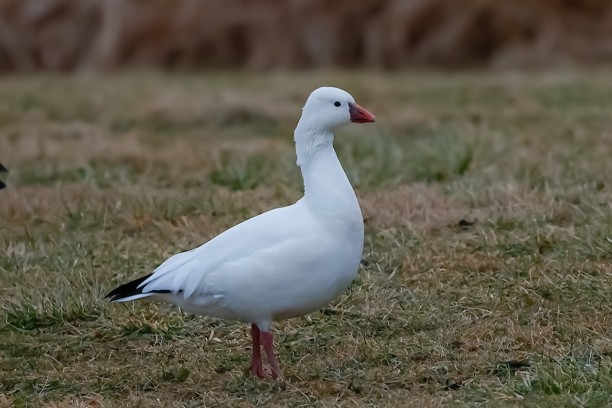 eBird Checklist - 4 Jan 2025 - North Branch Park - 4 species (+1 other ...