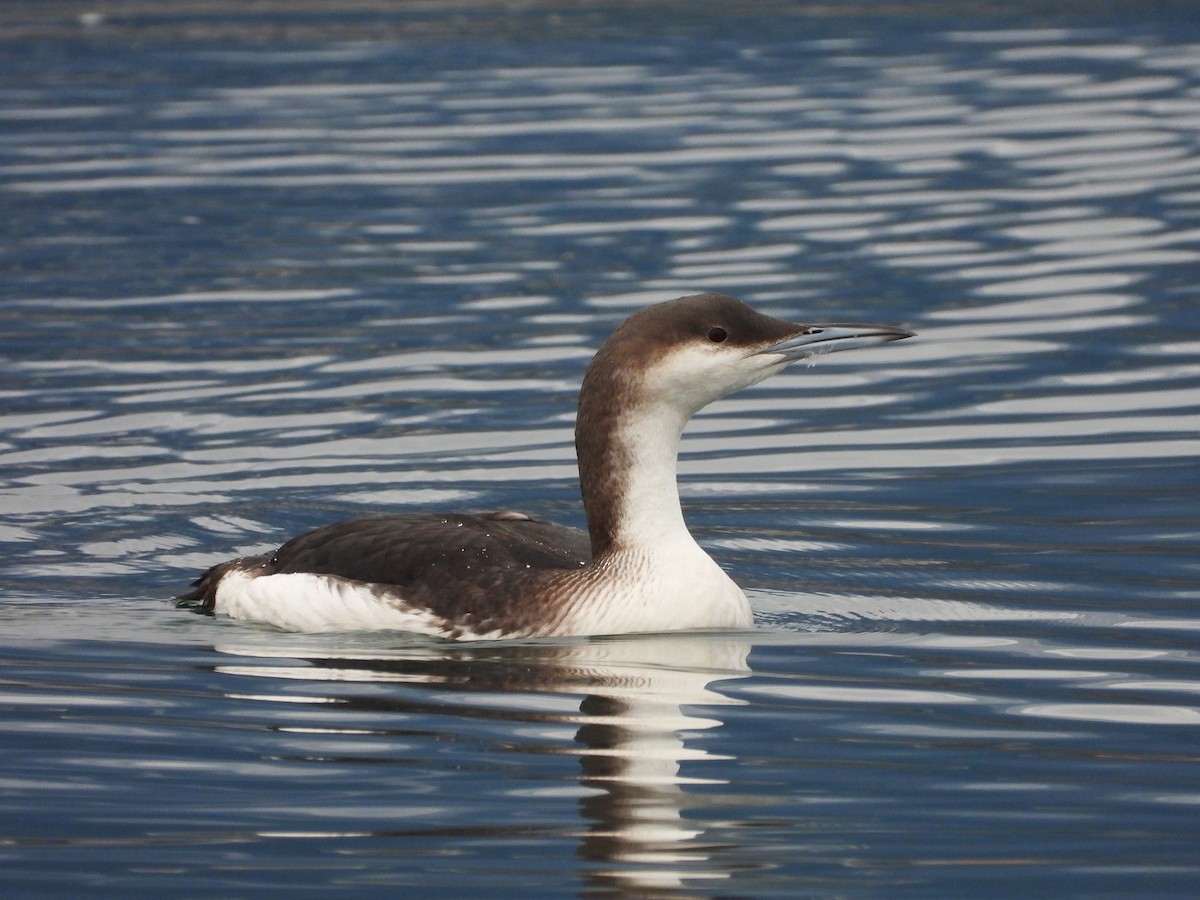 ML628574878 - Arctic Loon - Macaulay Library