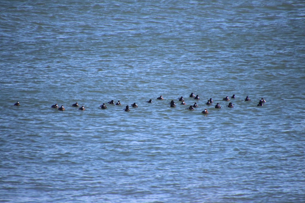 eBird Checklist - 4 Jan 2025 - Sachuest Point NWR - 28 species