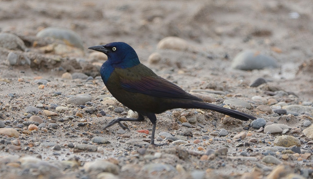 eBird Checklist - 4 Jan 2025 - 1041 NW Washington Ave, Ontario US-OR 44 ...