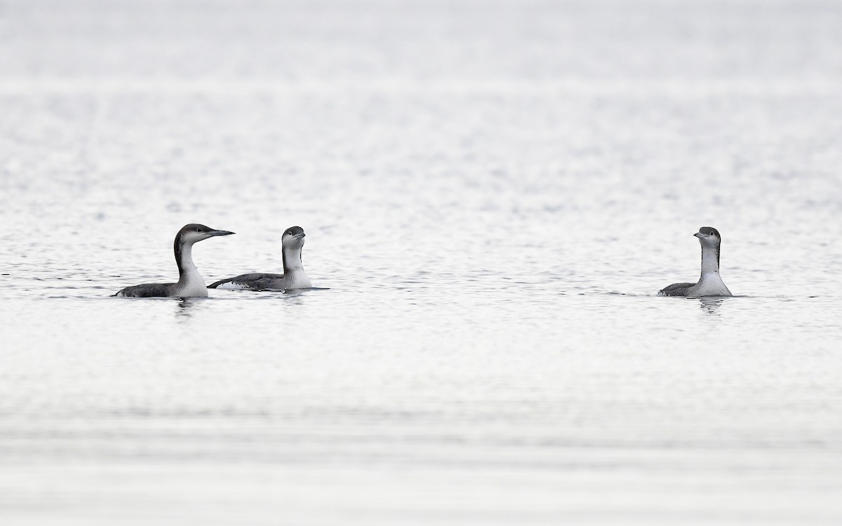 ML628585679 - Arctic Loon - Macaulay Library
