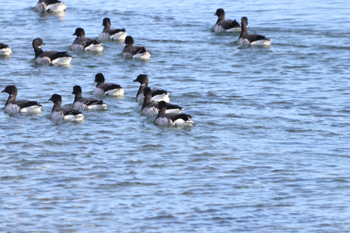 eBird Checklist - 4 Jan 2025 - Castle Island and Pleasure Bay - 15 species