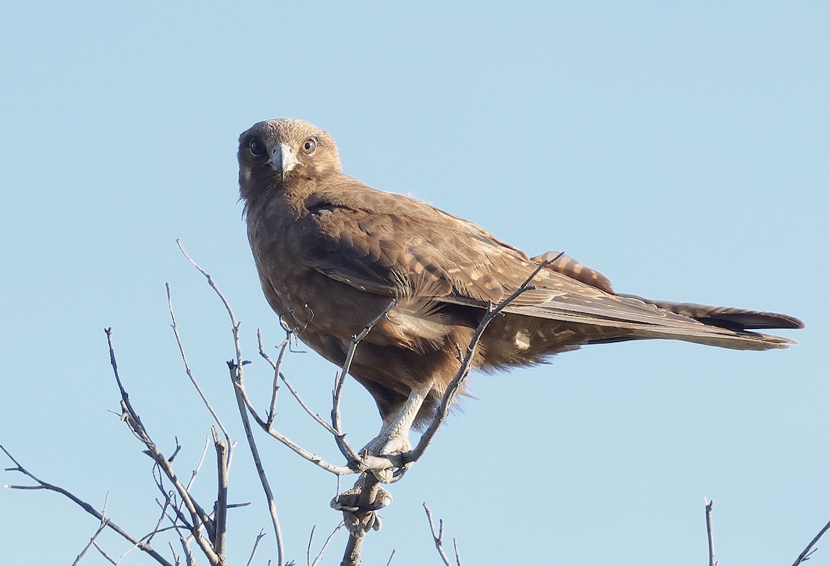 Israel Breeding Bird Atlas Checklist - 5 Jan 2025 - Springdale Rd ...