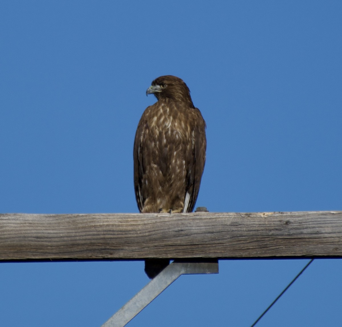 eBird Checklist - 4 Jan 2025 - North Camino Rio Road (Section 6 ...