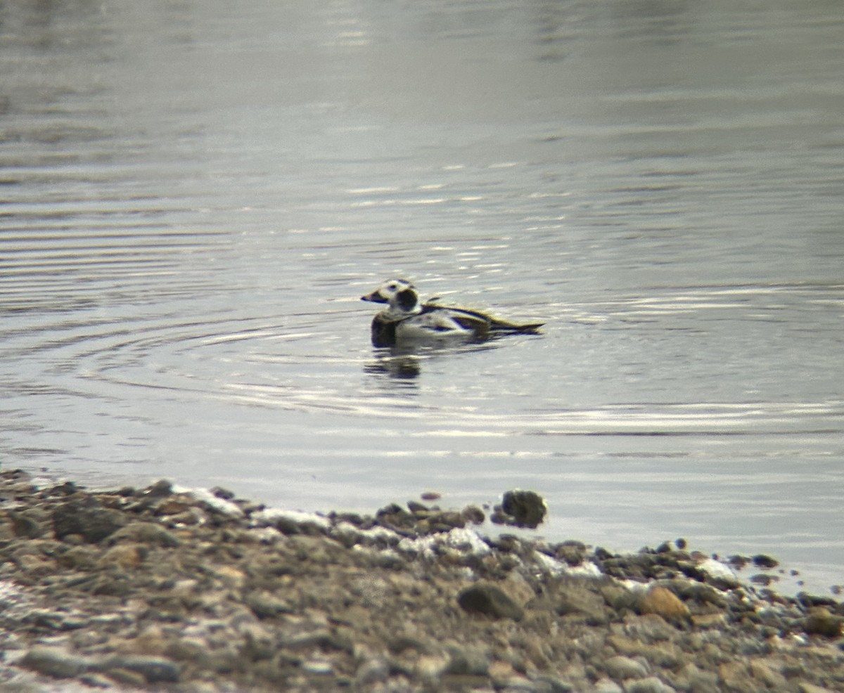 eBird Checklist - 5 Jan 2025 - Presque Isle SP (IBA) - 35 species (+1 other taxa)
