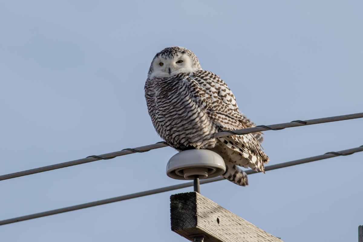 ML628600565 - Snowy Owl - Macaulay Library