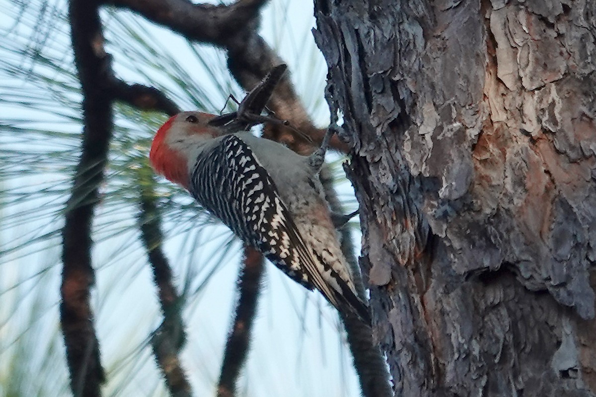 eBird Checklist - 5 Jan 2025 - Withlacoochee State Forest--Croom Tract ...