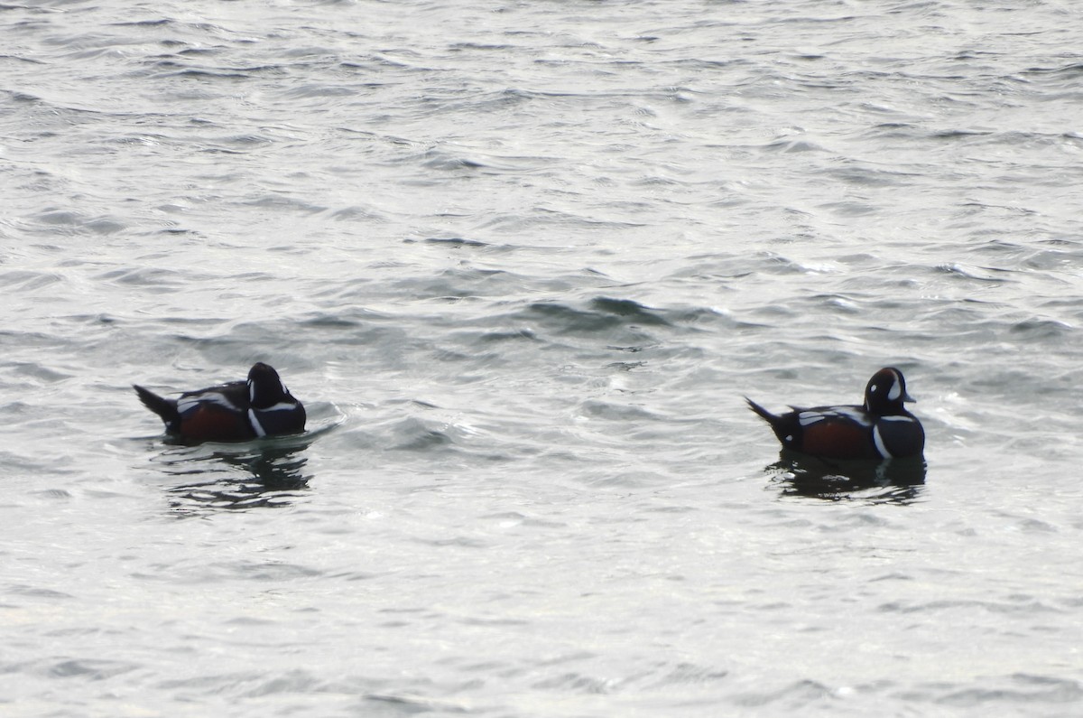 ML628603301 - Harlequin Duck - Macaulay Library
