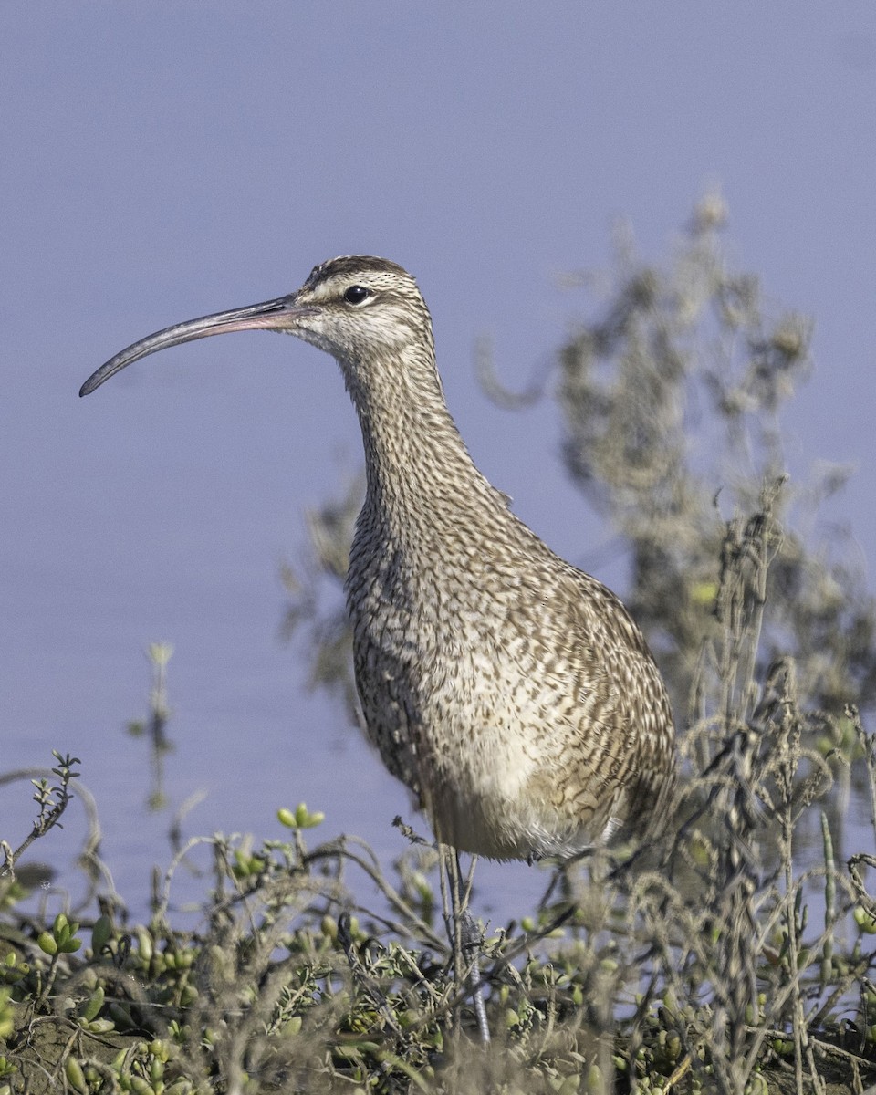 eBird Checklist - 4 Jan 2025 - Talbert Marsh, (Restricted Area) - 44 ...