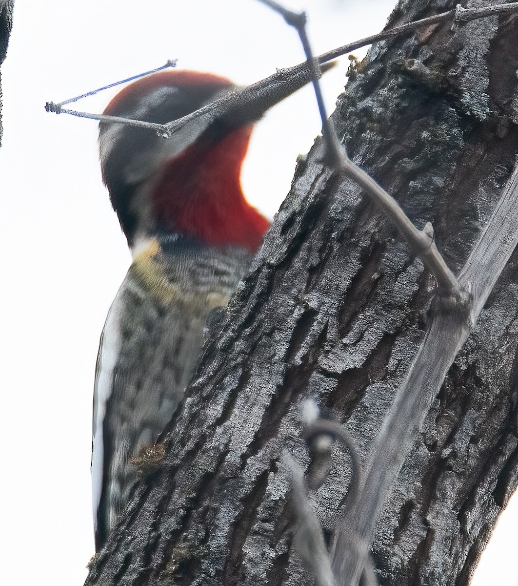 eBird Checklist - 5 Jan 2025 - Commons Ford Ranch Metro Park - 23 species