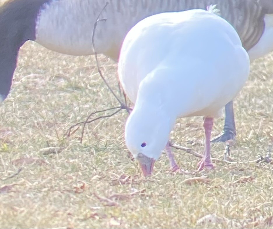 Pennsylvania Bird Atlas Checklist - 5 Jan 2025 - Gettysburg College - 4 ...