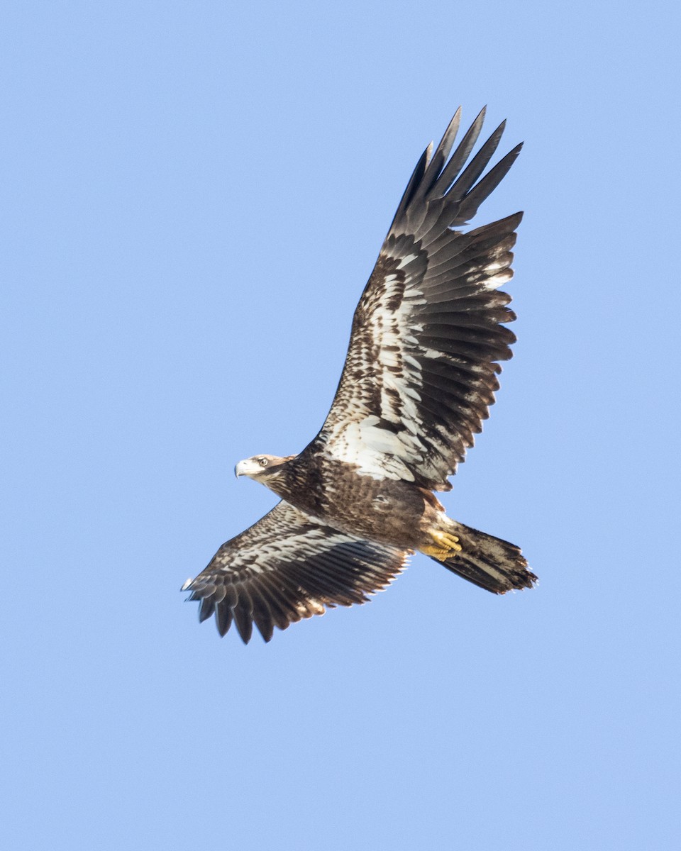 eBird Checklist - 5 Jan 2025 - Bonner Bridge Pier - 18 species
