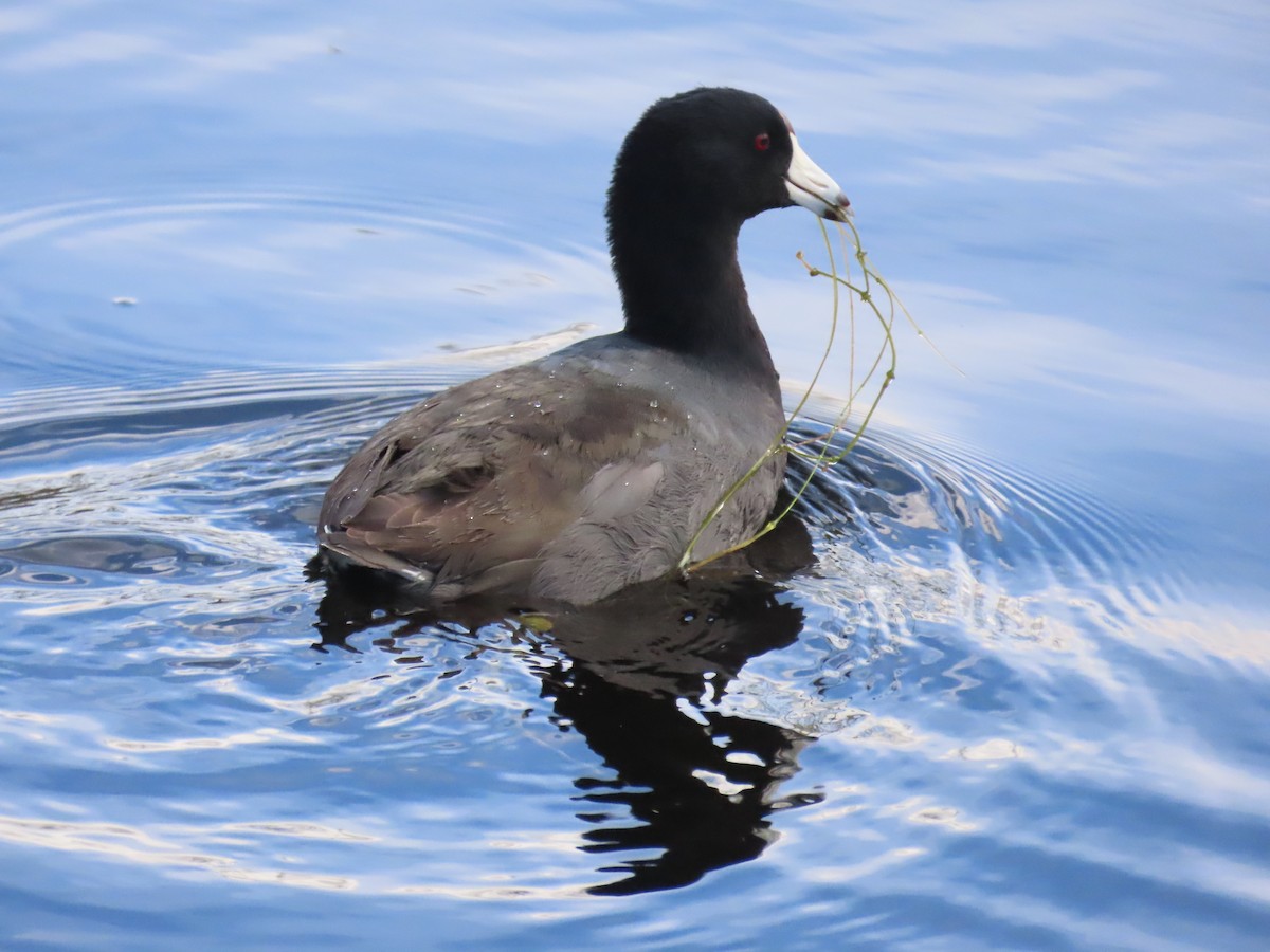 eBird Checklist - 5 Jan 2025 - Loxahatchee NWR - 23 species