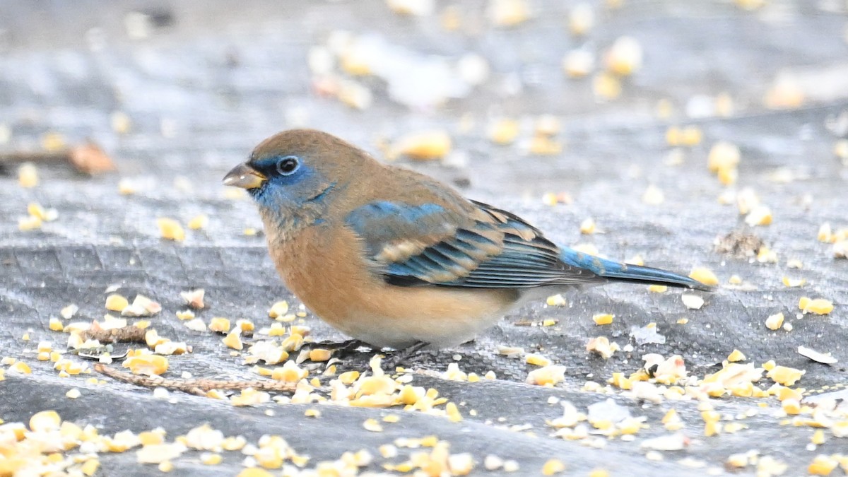 ML628615743 - Lazuli Bunting - Macaulay Library