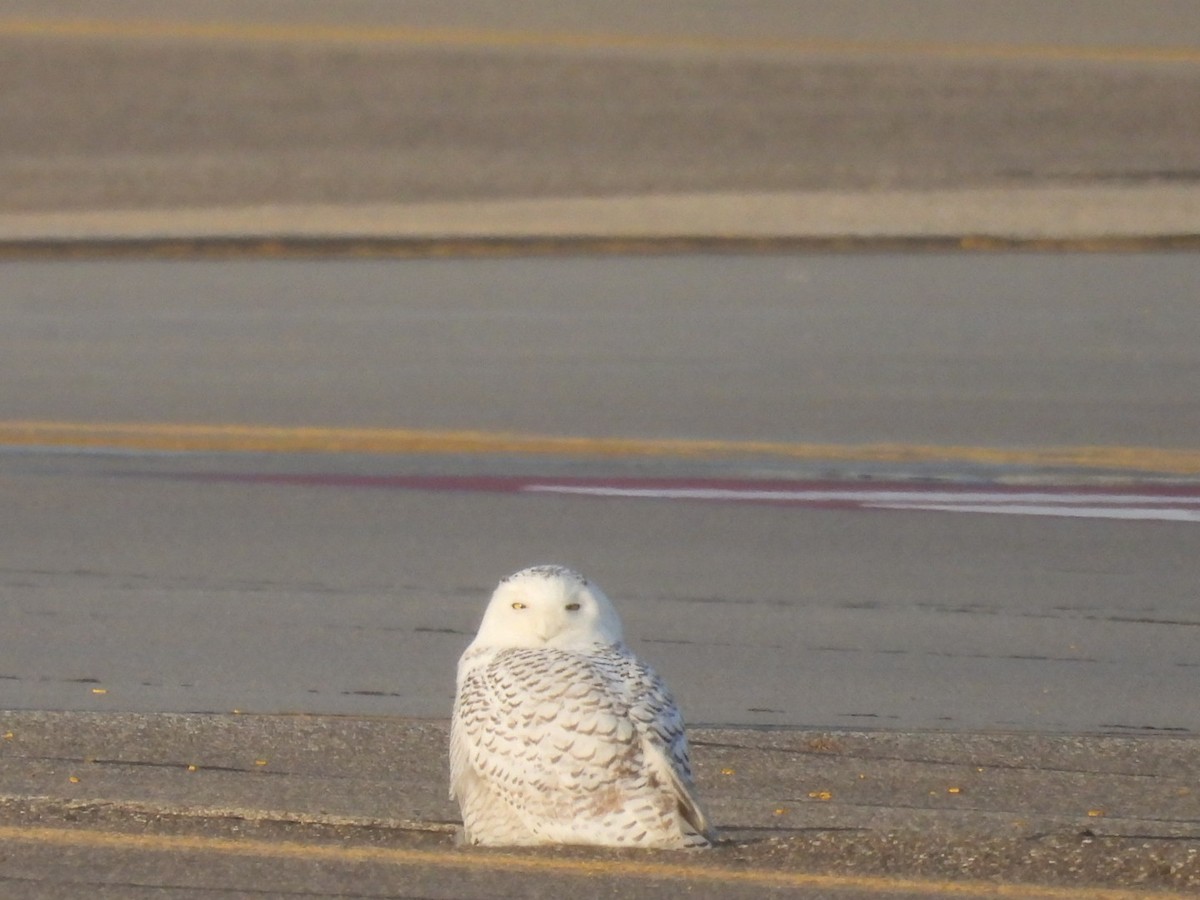 eBird Checklist - 5 Jan 2025 - MSP Aircraft Viewing Area, Cargo Rd - 2 ...