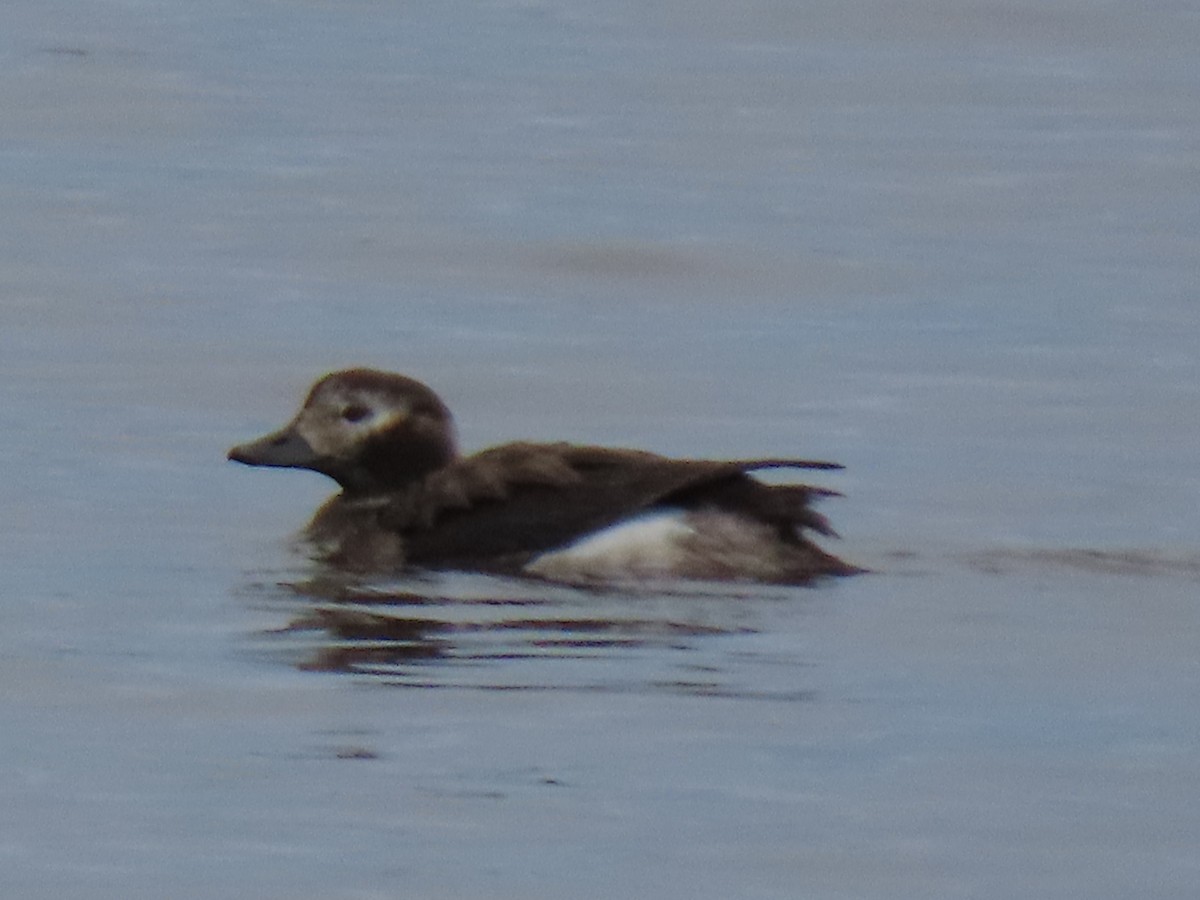 eBird Checklist - 5 Jan 2025 - Lake Earl and Tolowa--The Narrows - 21 ...