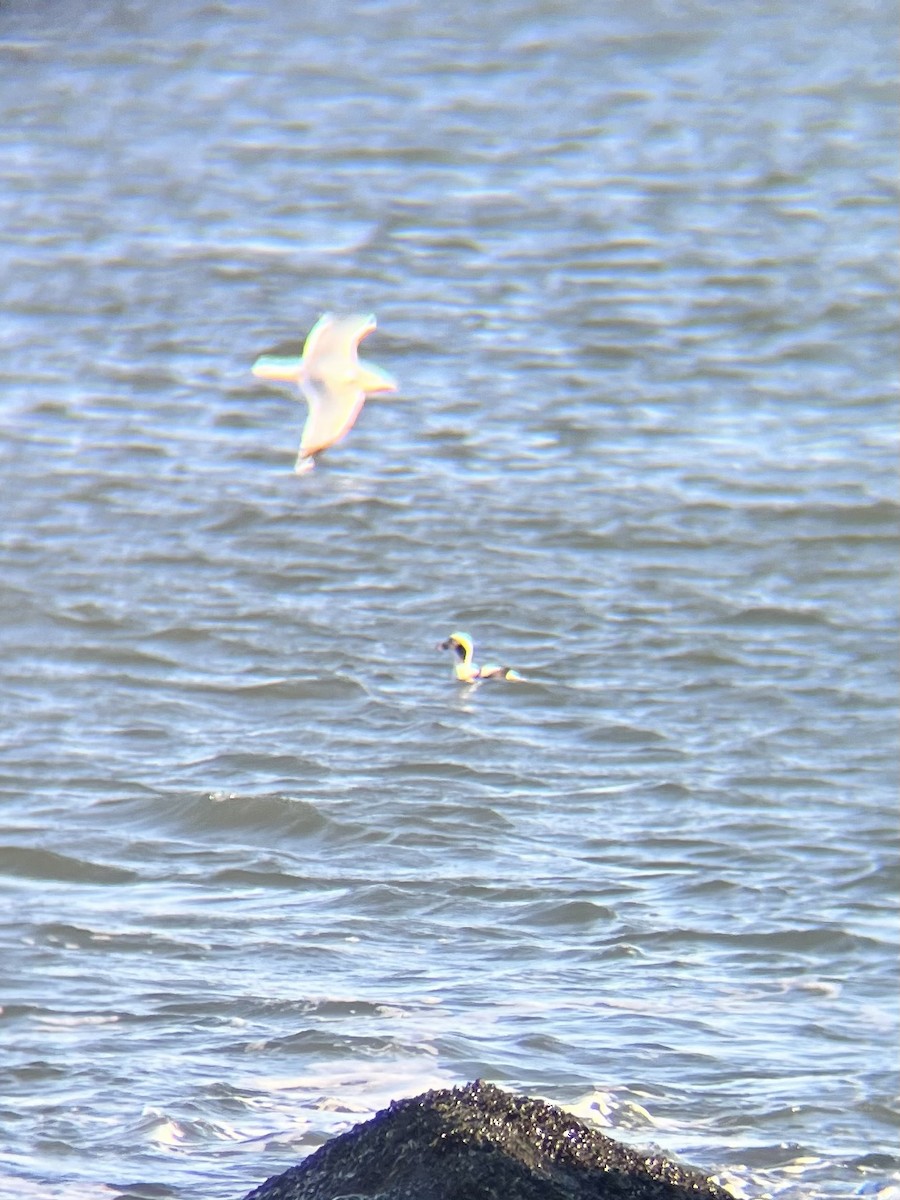 eBird Checklist - 5 Jan 2025 - Shark River Inlet - 10 species