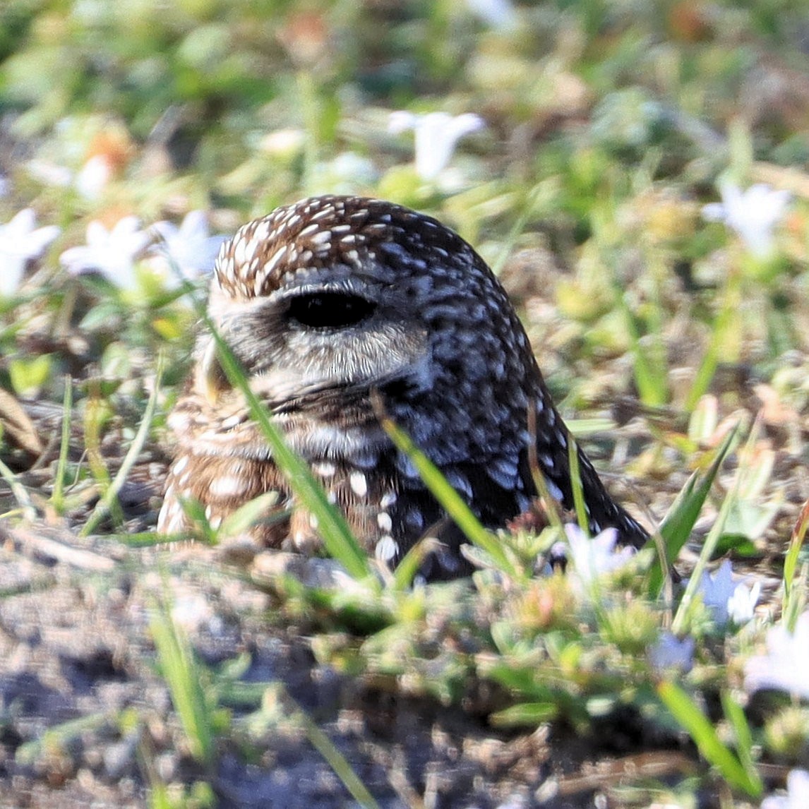 eBird Checklist - 1 Jan 2025 - Pelican Blvd. Baseball Fields - 7 species