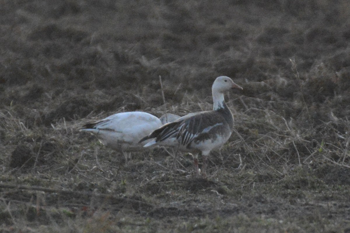 eBird Checklist - 5 Jan 2025 - Paynes Prairie Preserve SP--Bolen Bluff ...