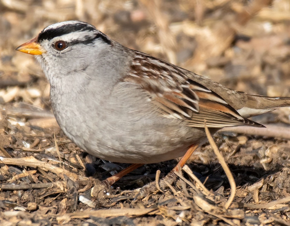 eBird Checklist - 5 Jan 2025 - Waneka Lake/Greenlee Preserve - 31 ...