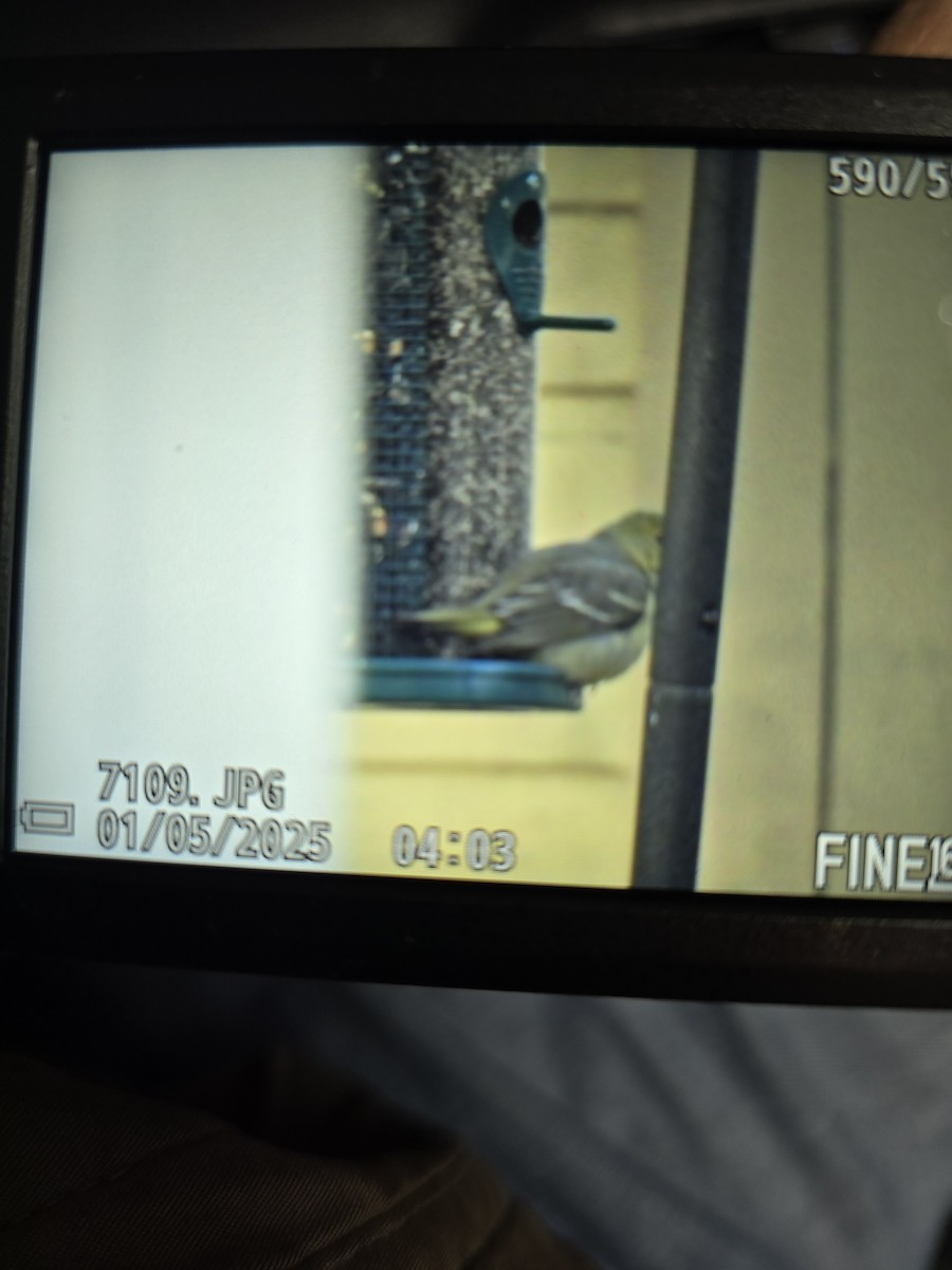 eBird Checklist - 5 Jan 2025 - 602 South River Street, Shawano ...