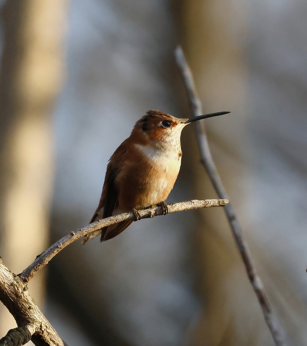 eBird Checklist - 5 Jan 2025 - 577 Foothill Rd, Bridgewater US-NJ (40. ...