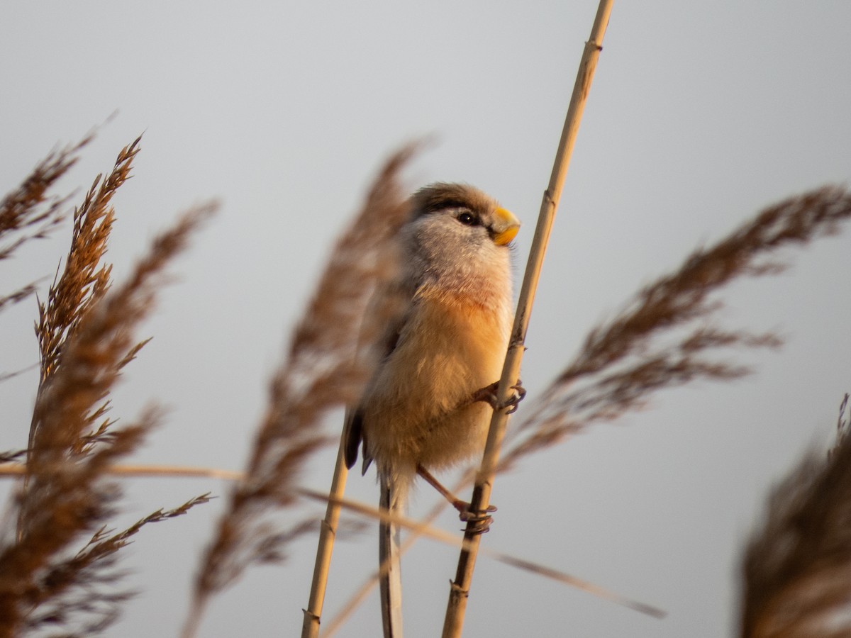 ML628649380 - Reed Parrotbill - Macaulay Library