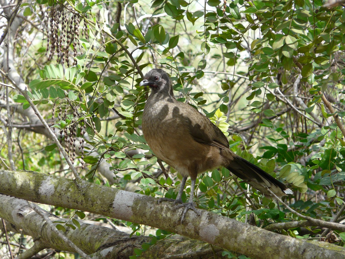 eBird Checklist - 28 Jan 2008 - Texas--Weslaco area - 82 species