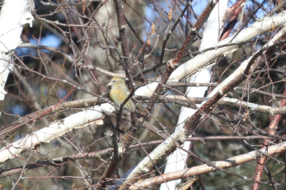 eBird Checklist - 5 Jan 2025 - Ontario 129, Wharncliffe, Ontario, CA ...