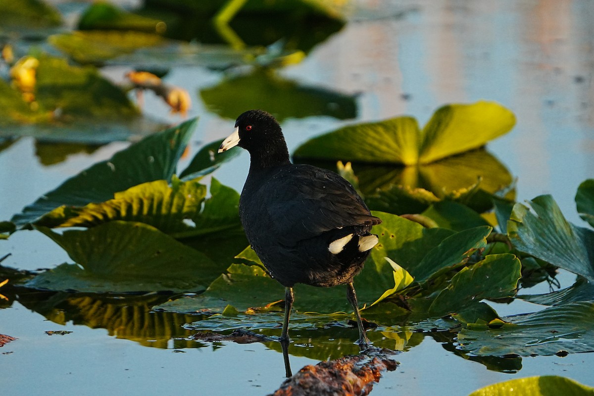 eBird Checklist - 6 Jan 2025 - Lake Woodruff NWR - 49 species