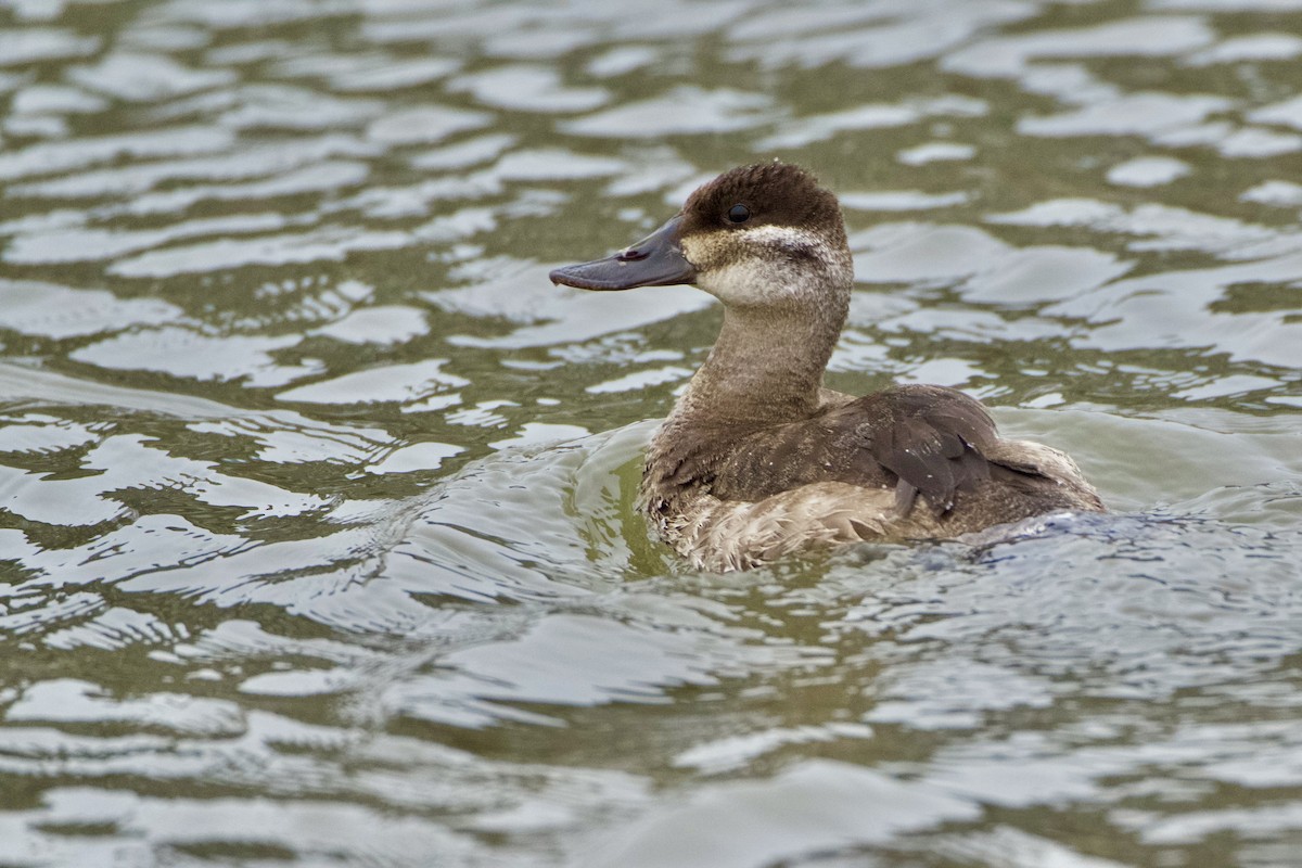 ML628671963 - Ruddy Duck - Macaulay Library