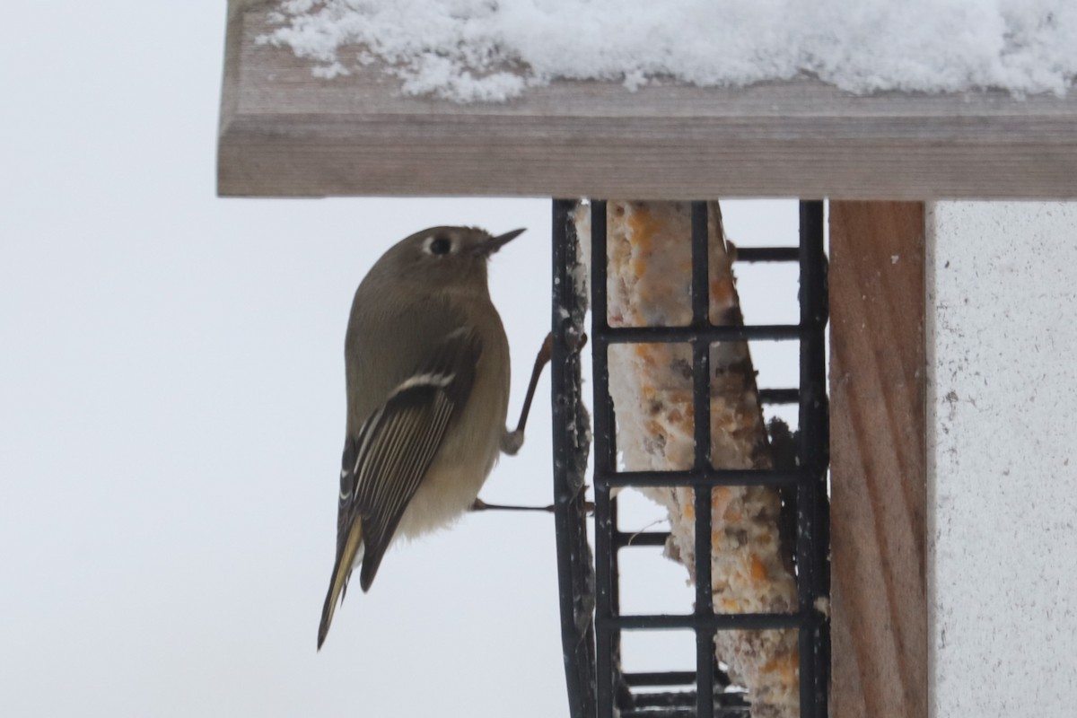 Pennsylvania Bird Atlas Checklist - 6 Jan 2025 - 399 Upper Georges Valley Rd, Spring Mills US-PA ...