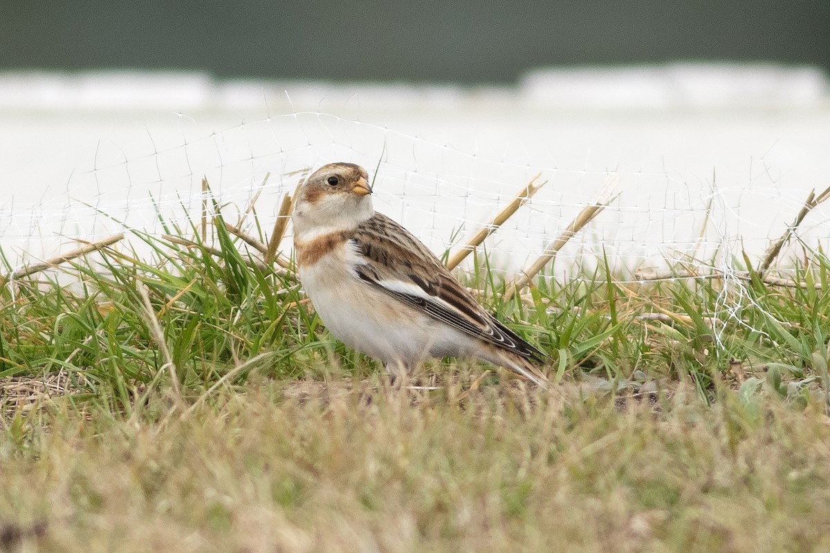 North Carolina Bird Atlas Checklist - 6 Jan 2025 - 131 Charles St ...