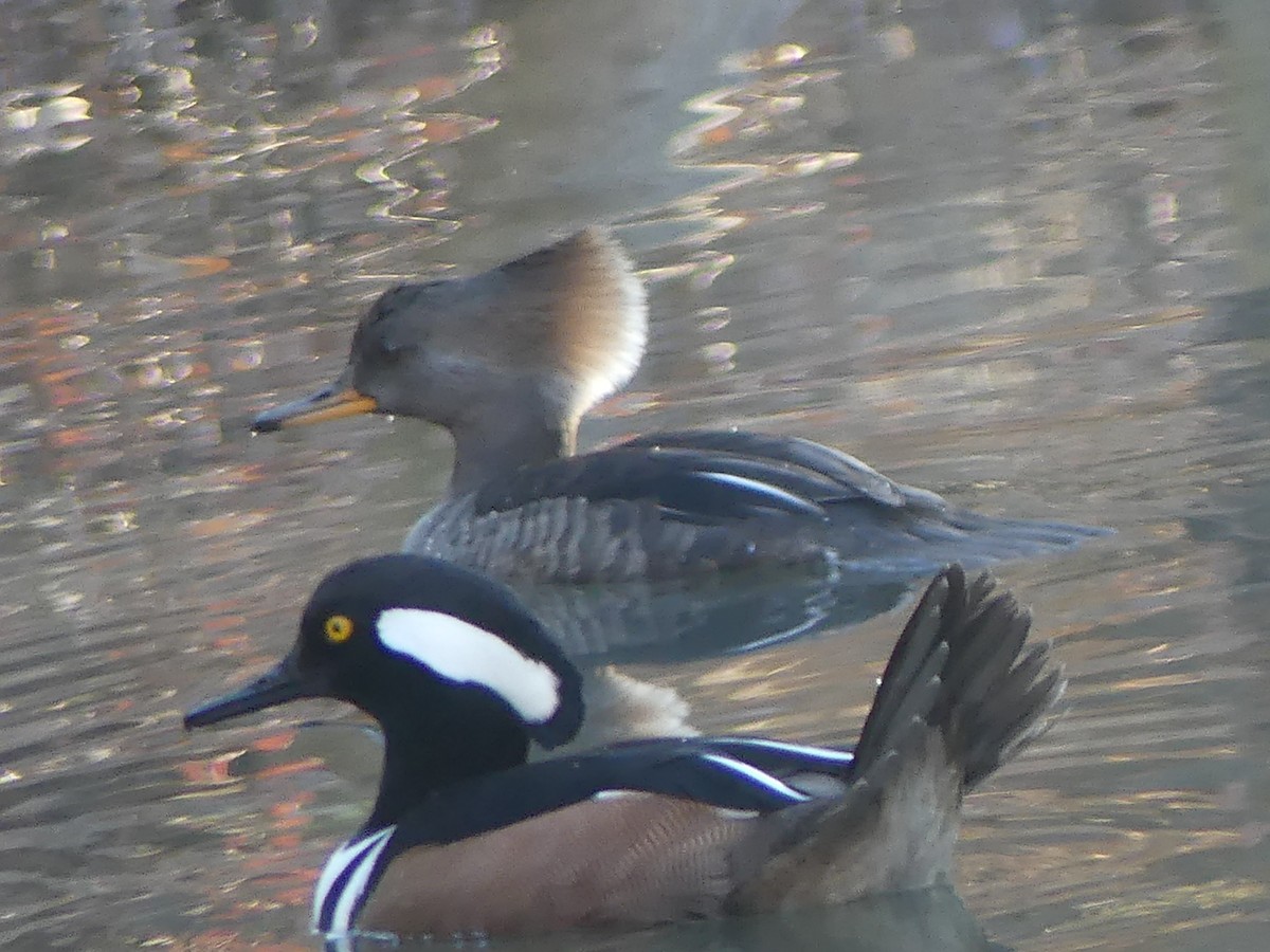 eBird Checklist - 6 Jan 2025 - IRWD San Joaquin Marsh & Wildlife ...